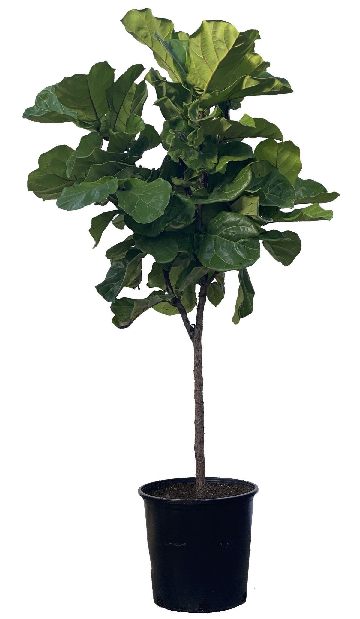 FICUS LYRATA, STANDARD – Plantae Inc.