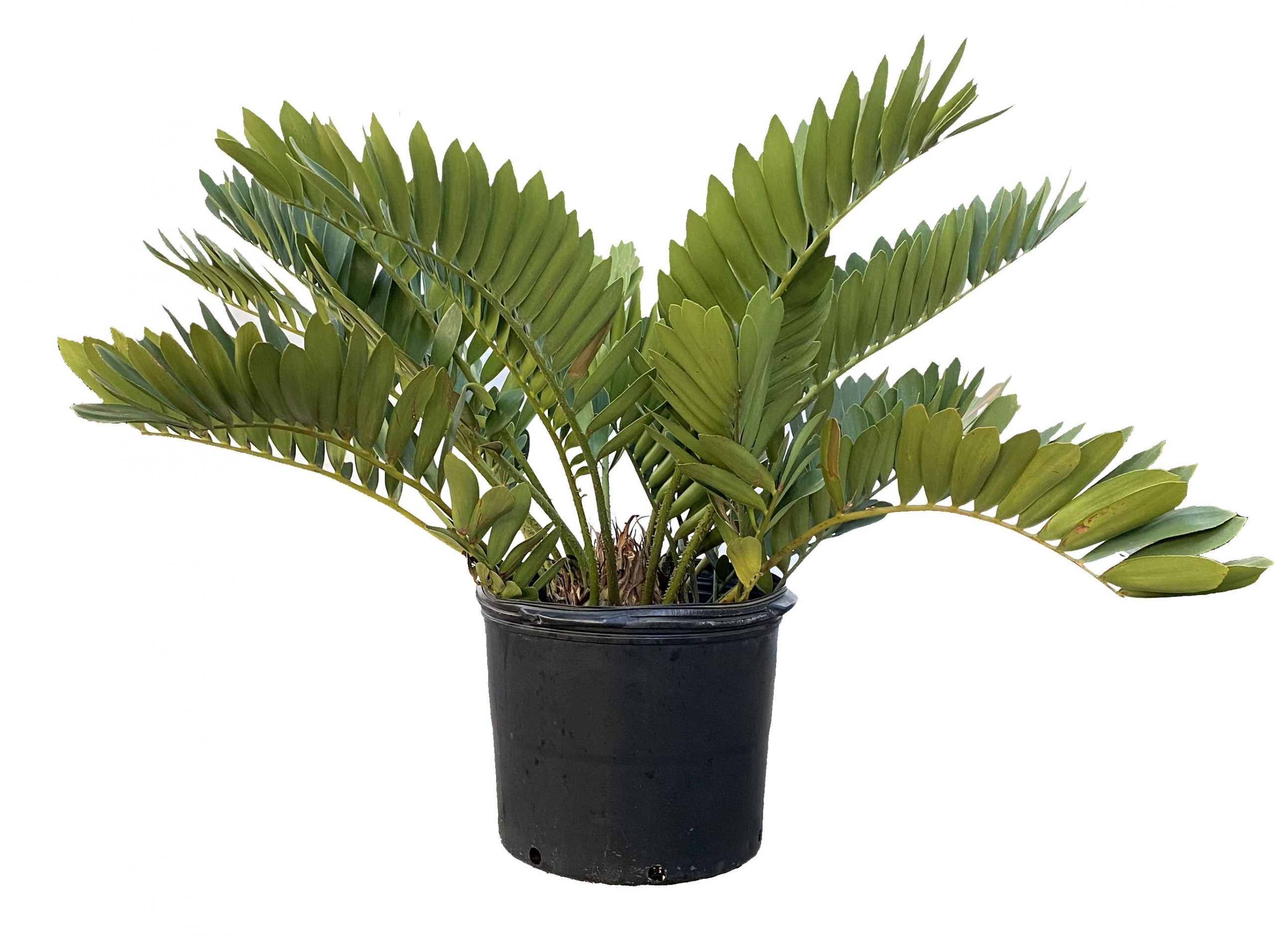 ZAMIA PALM – Plantae Inc.