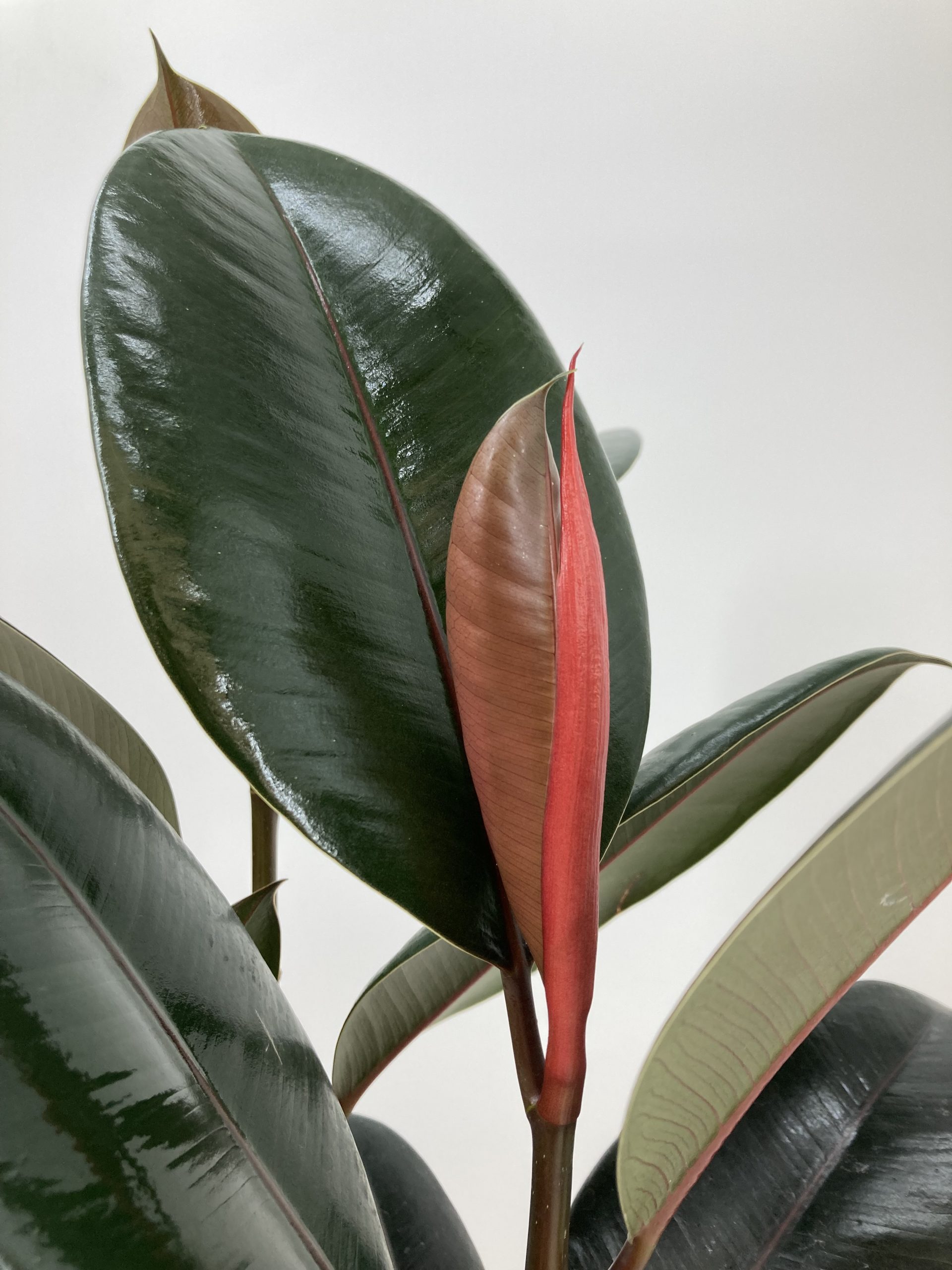 6″ Ficus, Decora Burgandy – Plantae Inc.